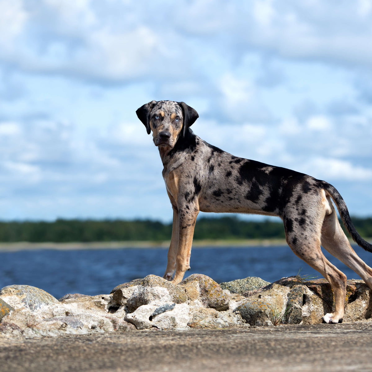 coonhound leopard dog